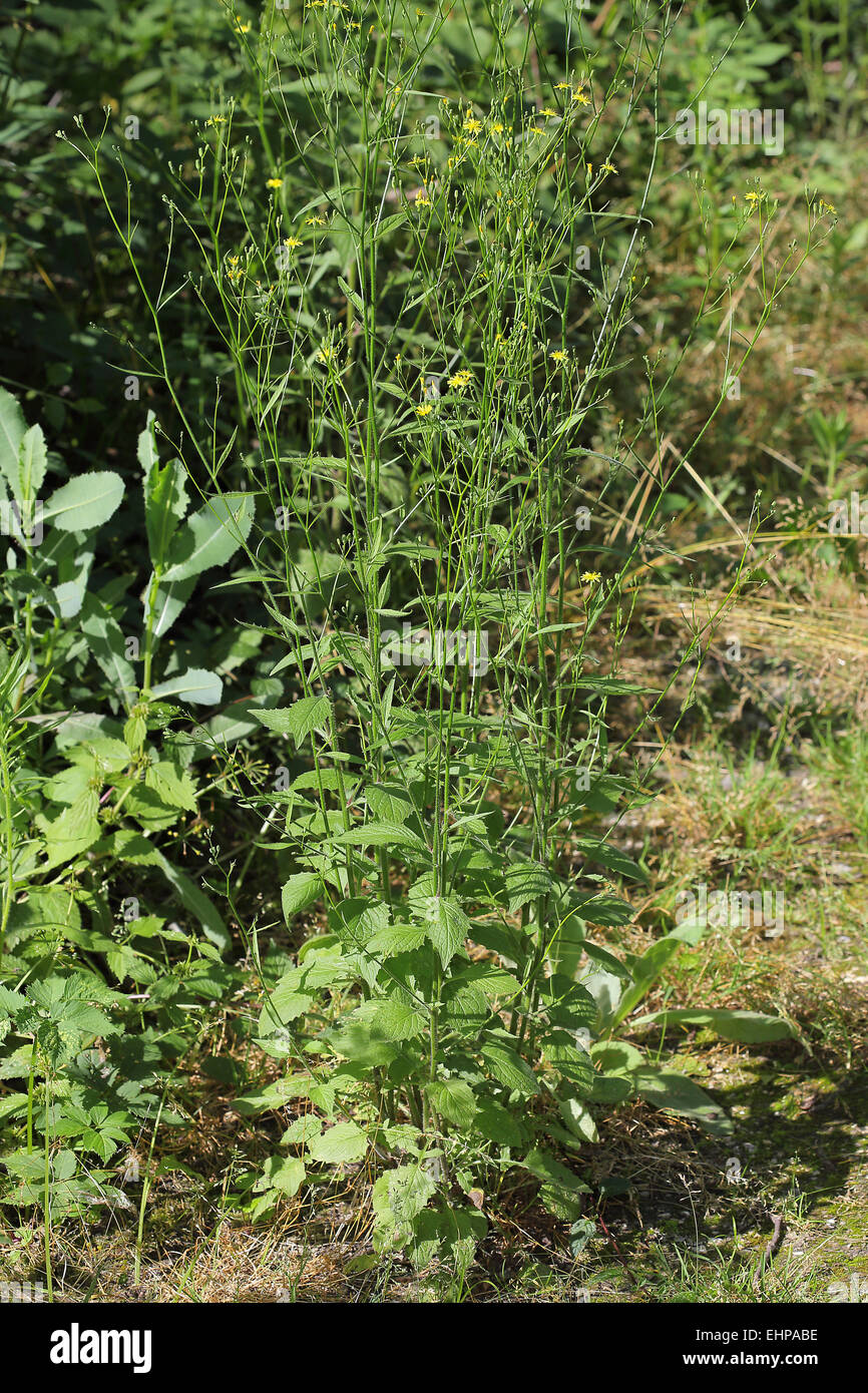 Nipplewort, Lapsana communis Stock Photo - Alamy