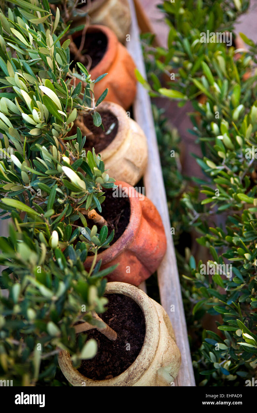 Olive tree in terracotta pot hi-res stock photography and images - Alamy