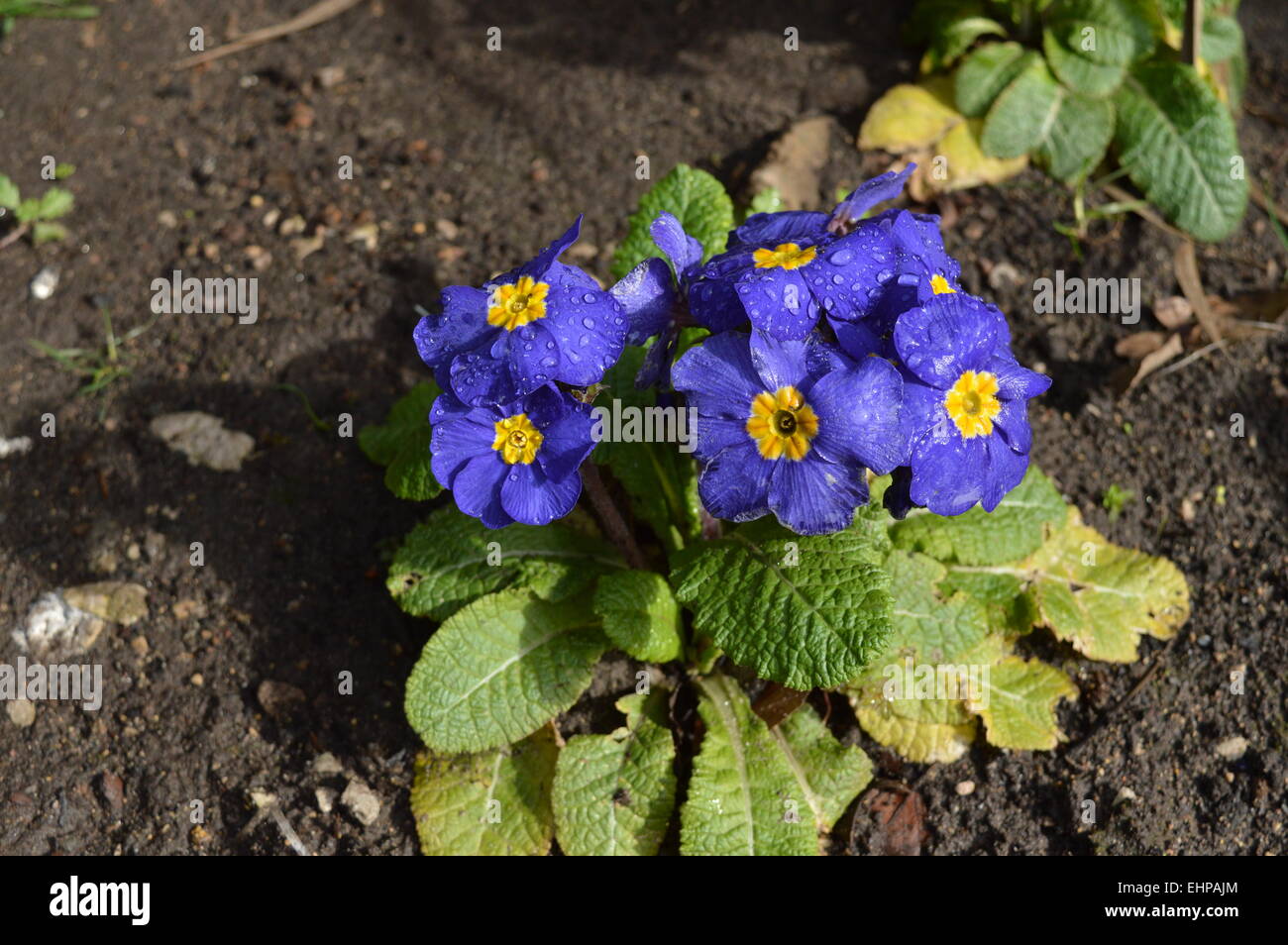 Primrose and blue hi-res stock photography and images - Alamy