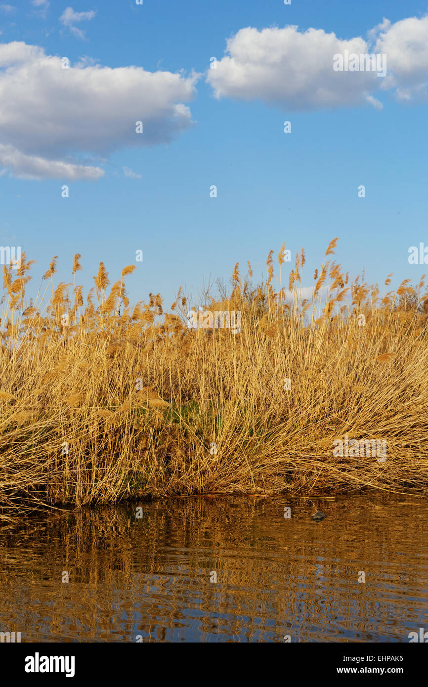 Lakeside trees hi-res stock photography and images - Alamy