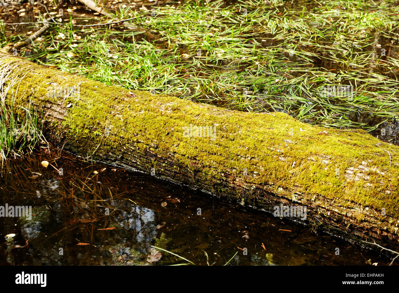 fallen tree with moss by the lake Stock Photo - Alamy