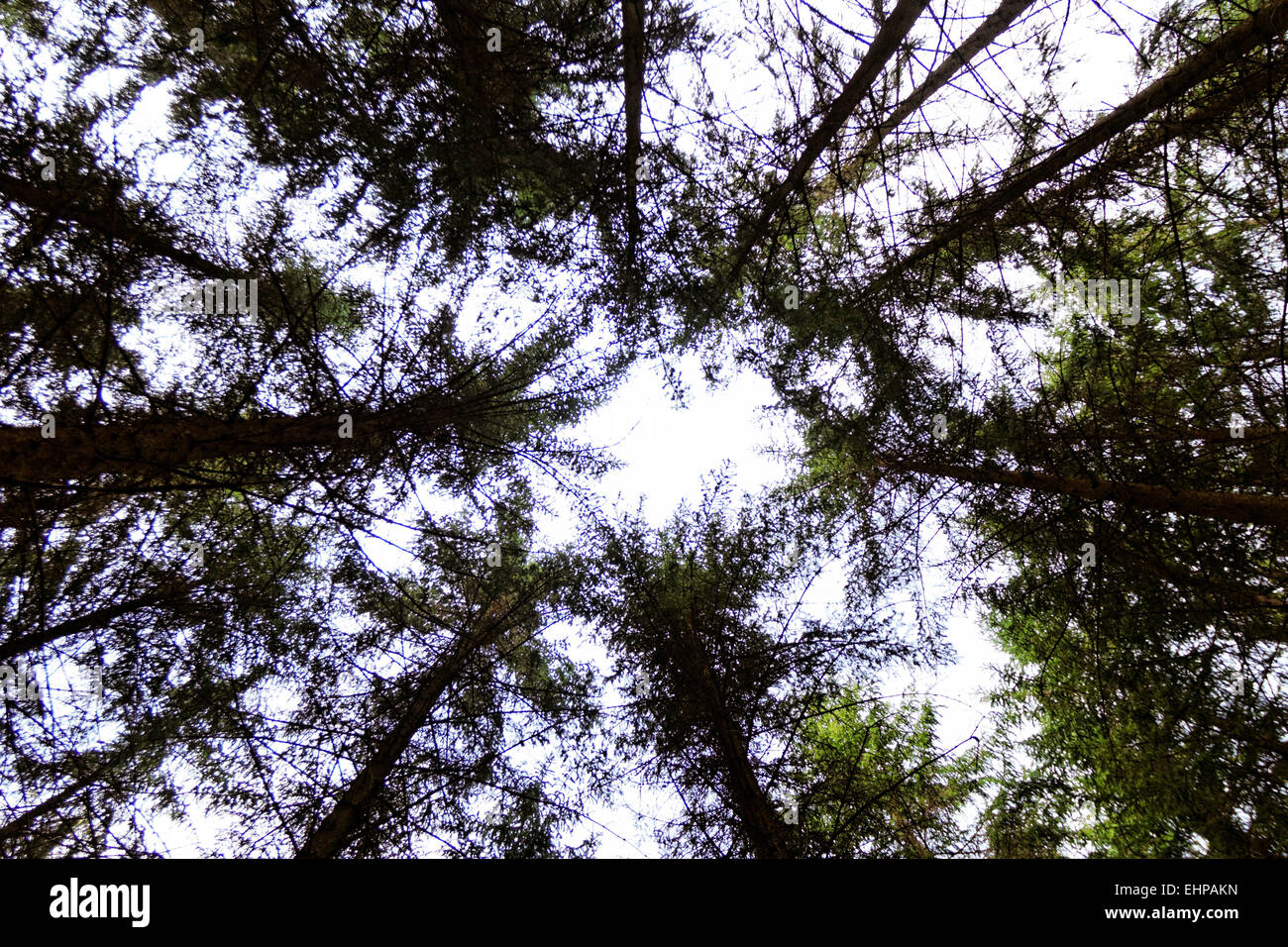 growing stretching tree to the sky Stock Photo - Alamy