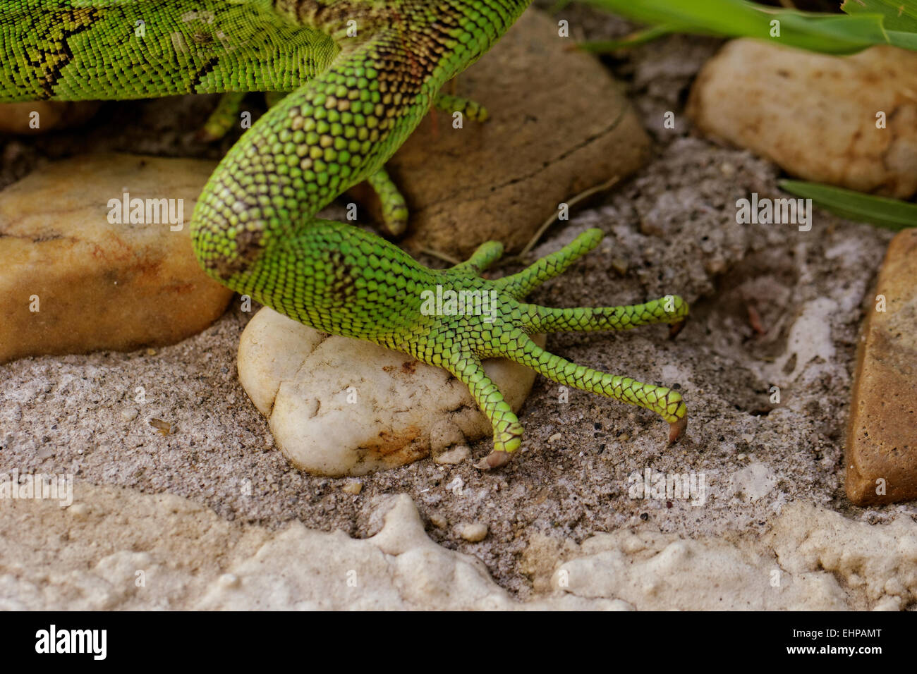 green iguana feet on the rock Stock Photo - Alamy