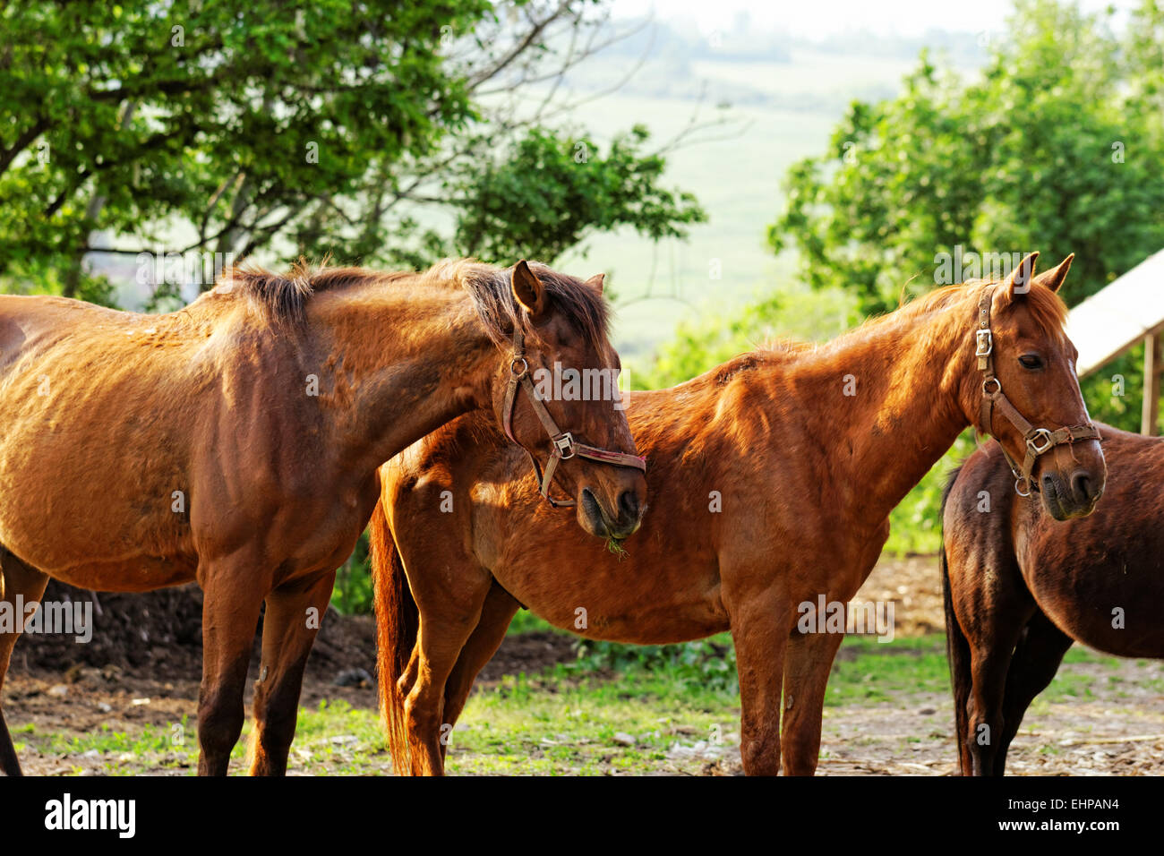 horses in the paddock Stock Photo - Alamy