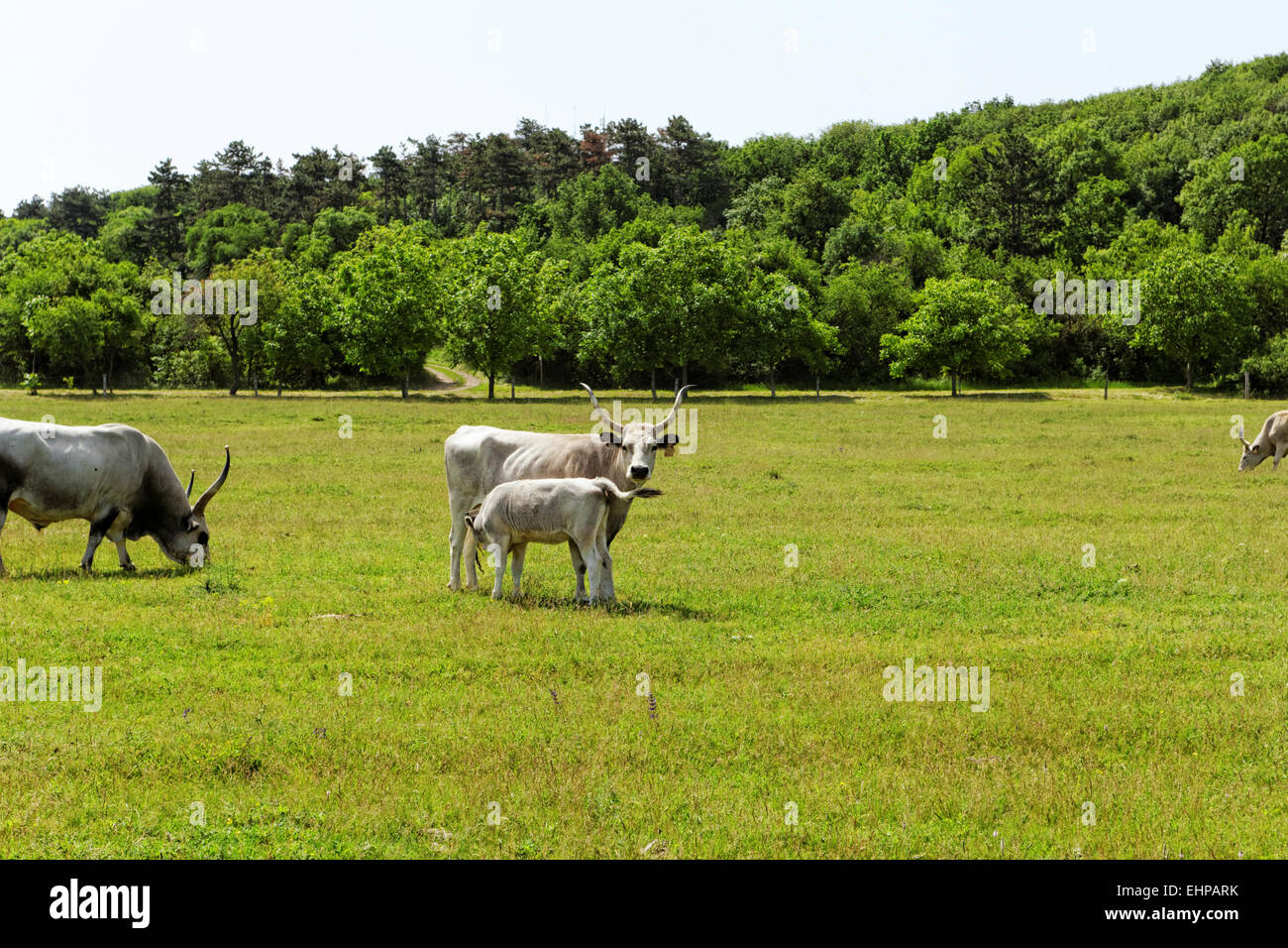 Hungarian grey cattle Stock Photo - Alamy