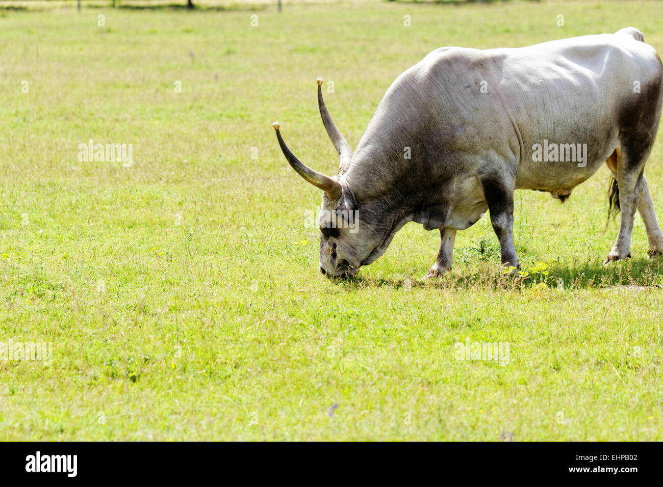 Hungarian grey cattle hi-res stock photography and images - Alamy
