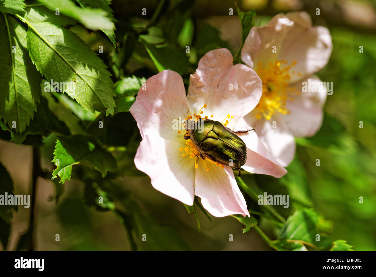 Protaetia fieberi specie of Beetle Stock Photo - Alamy