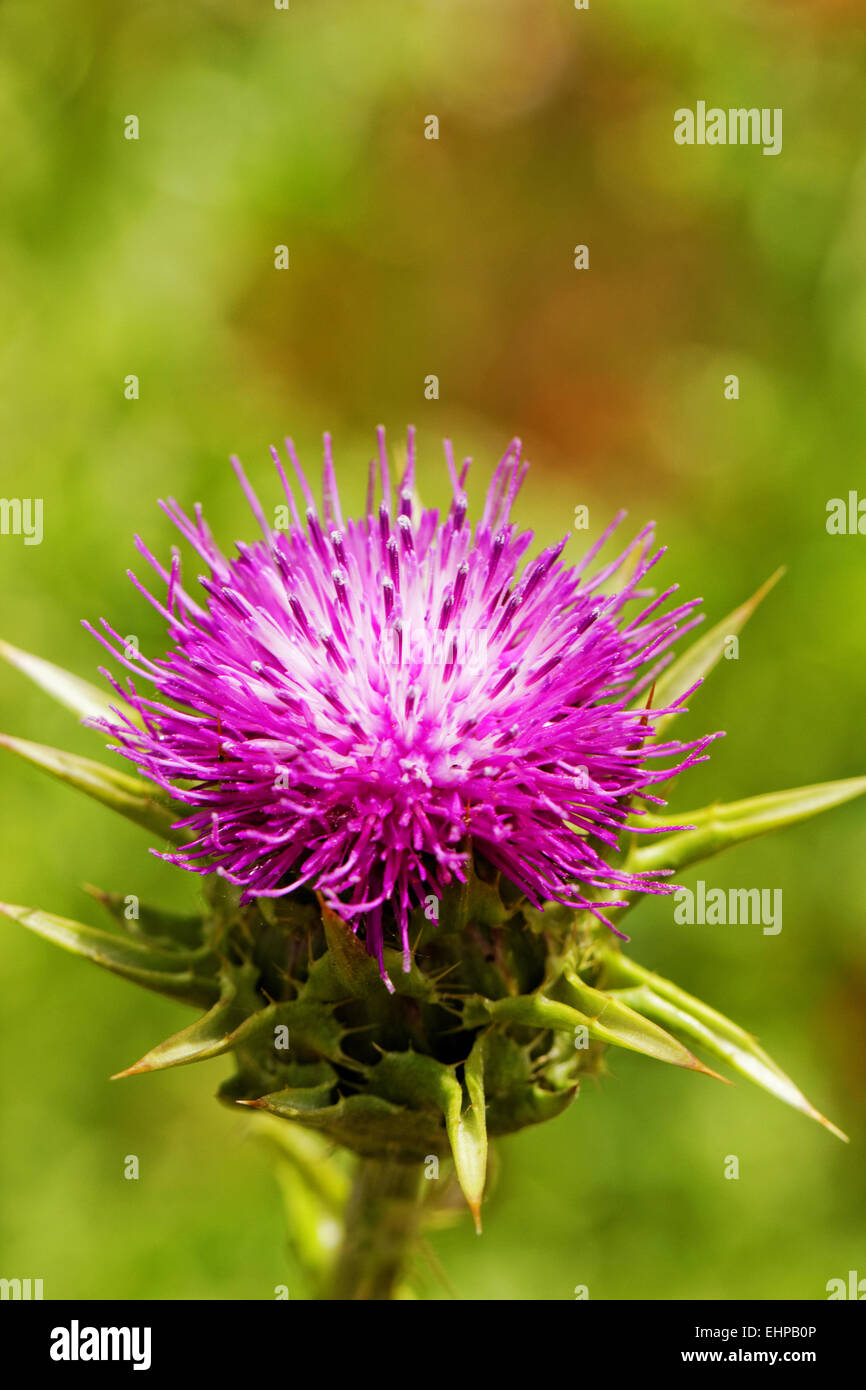 violet thistle flower on poppy field Stock Photo - Alamy