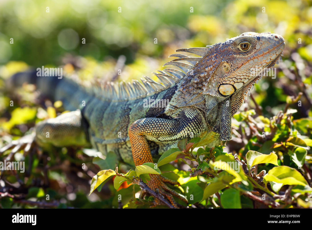 Key west iguana hi-res stock photography and images - Alamy