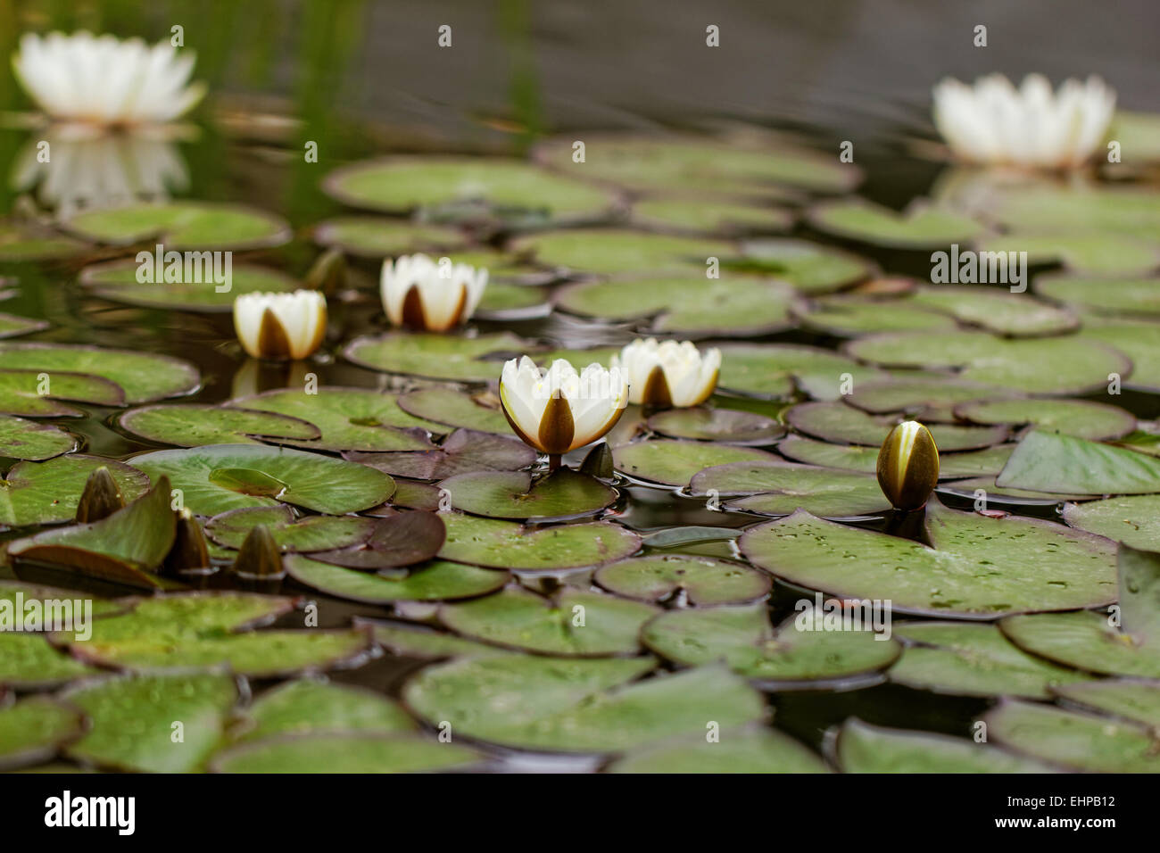 water lily on the pond Stock Photo - Alamy