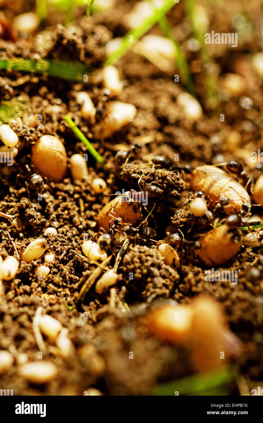 Ant eggs hi-res stock photography and images - Alamy