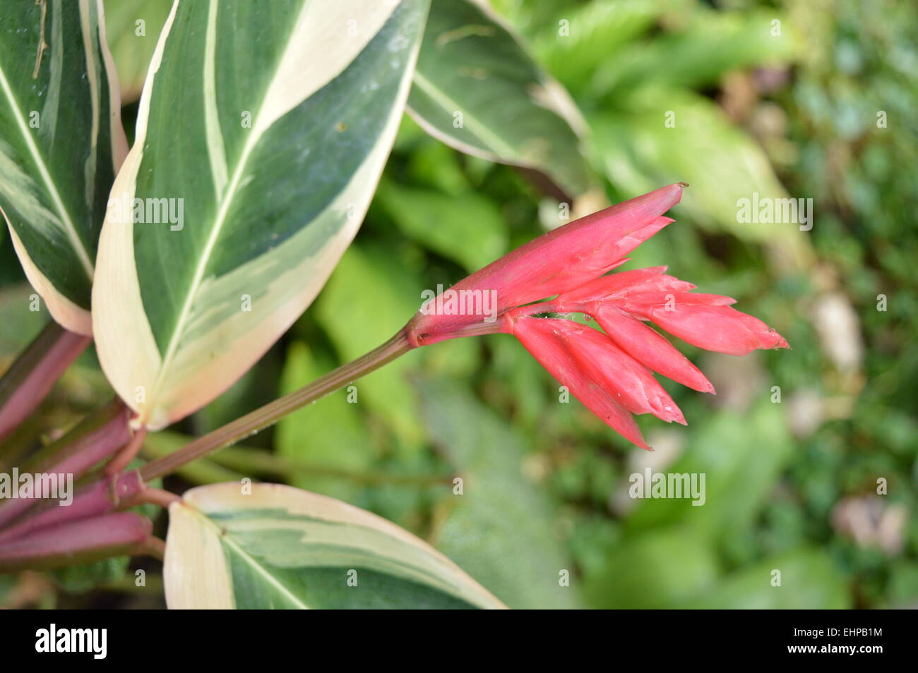 a strange red flower Stock Photo - Alamy
