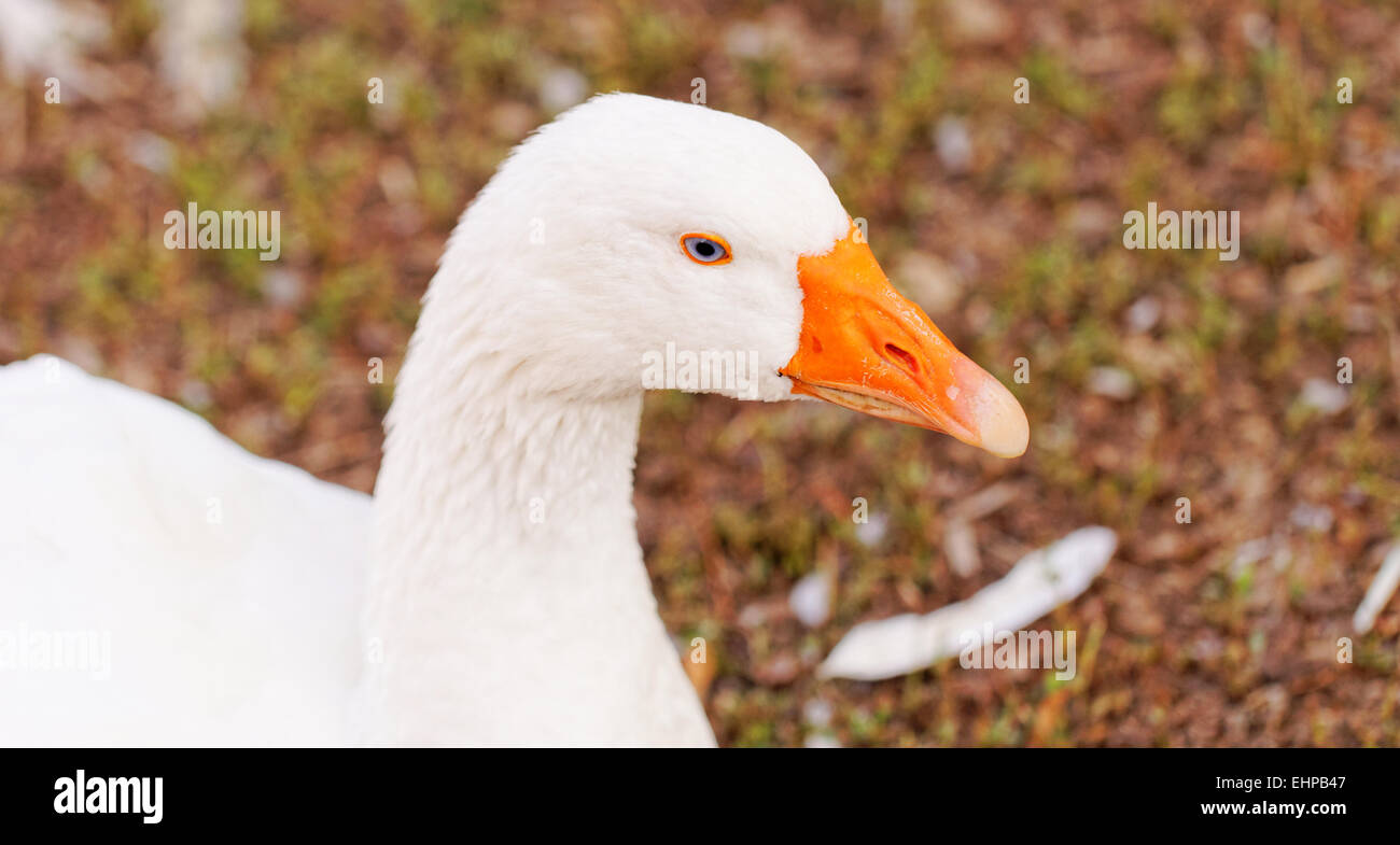 Beautiful big geese hi-res stock photography and images - Alamy