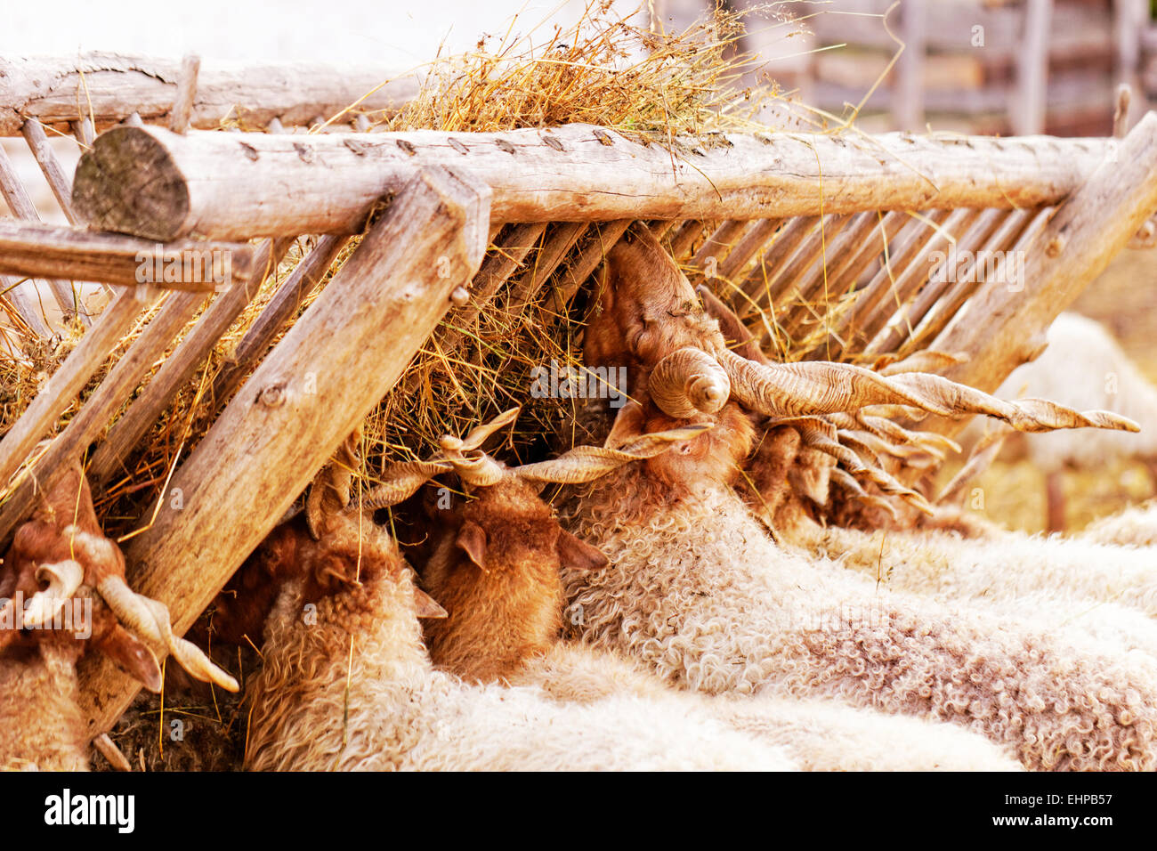 goats on the farm Stock Photo - Alamy