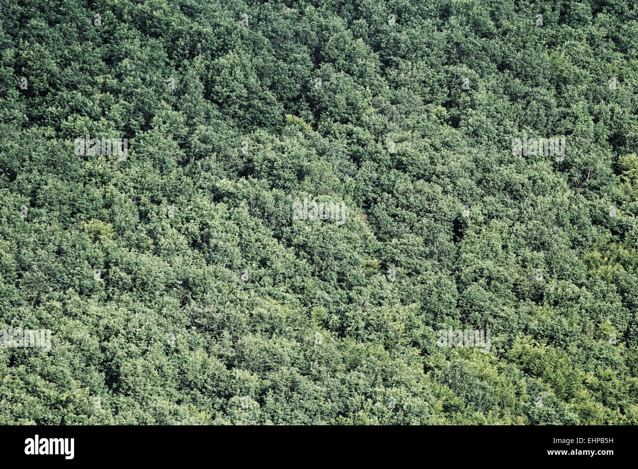 aerial view of a forest Stock Photo - Alamy
