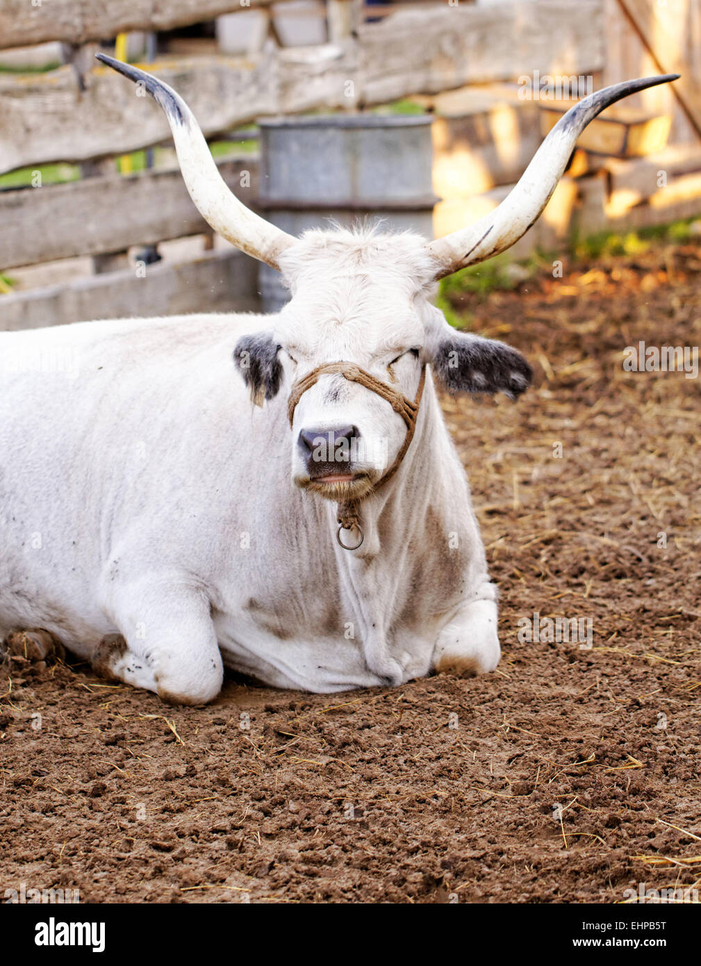Hungarian cow breed hi-res stock photography and images - Alamy