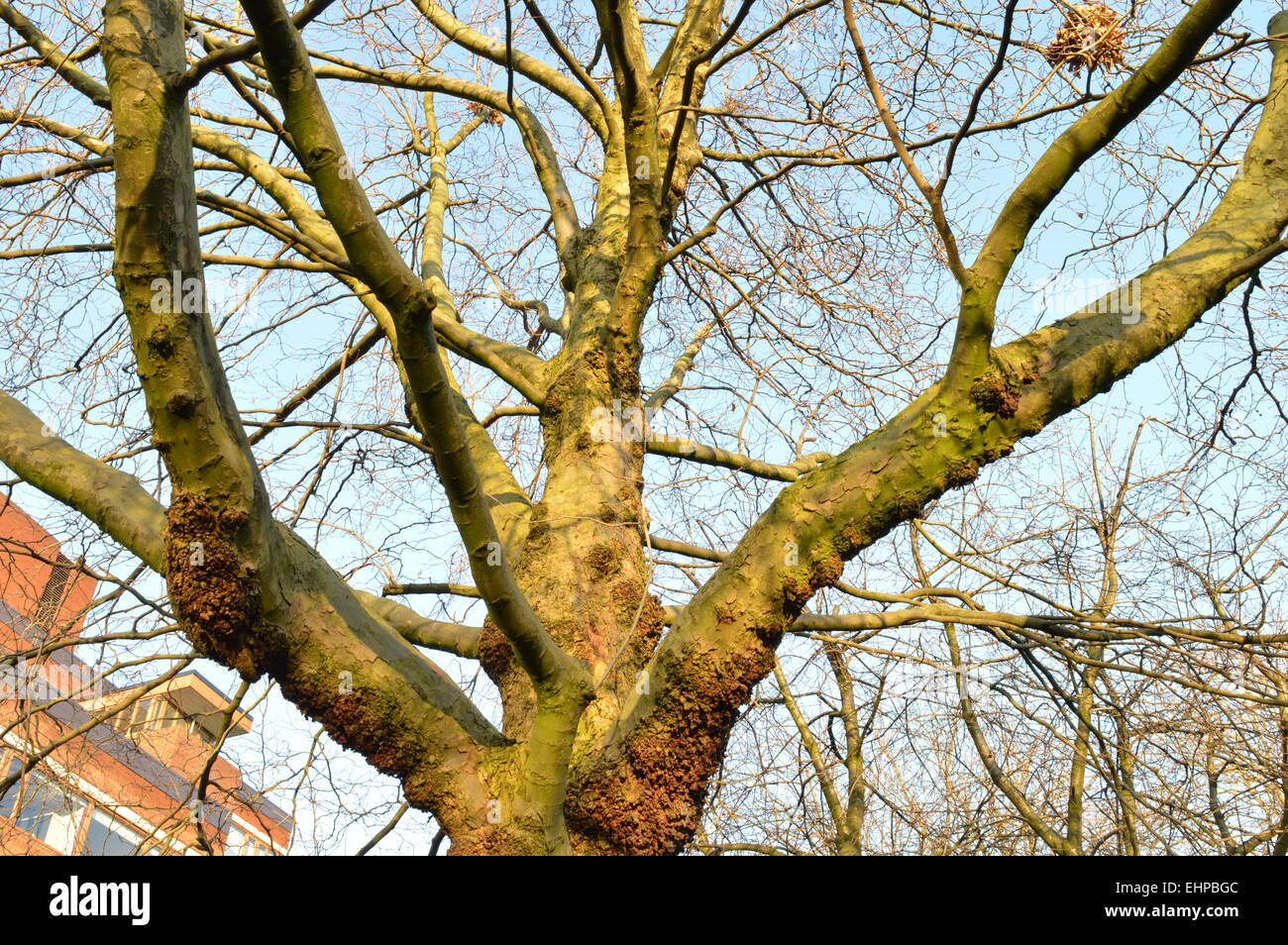 a tree from different angel Stock Photo - Alamy