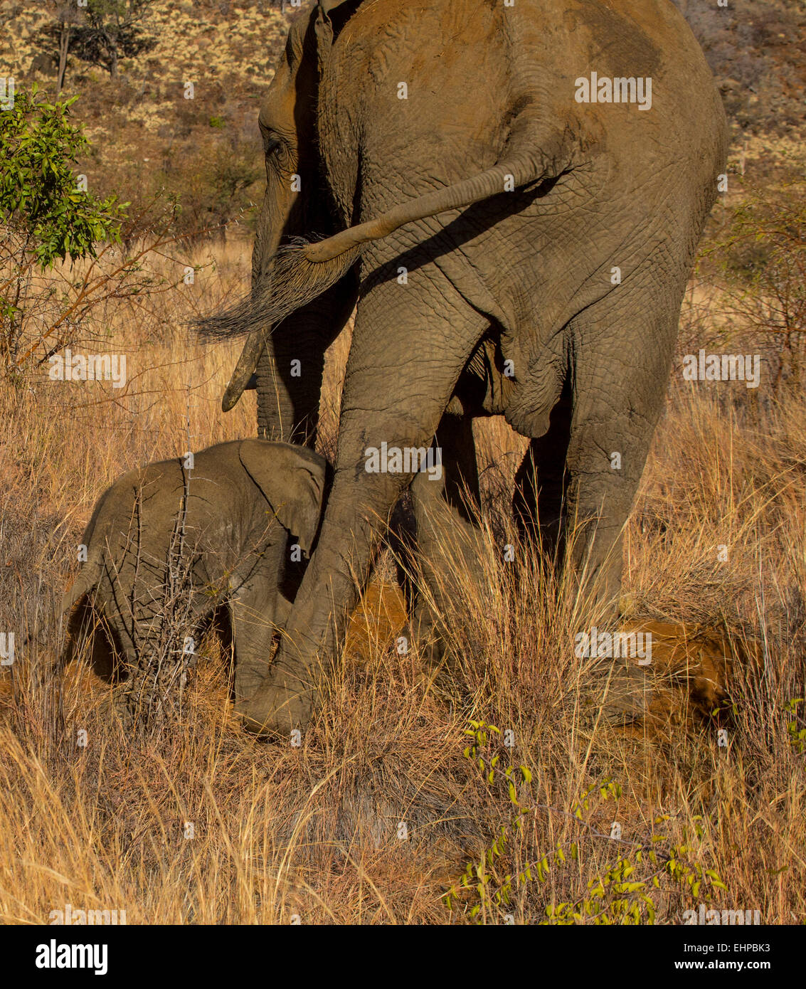 Mom and baby elephant hi-res stock photography and images - Alamy