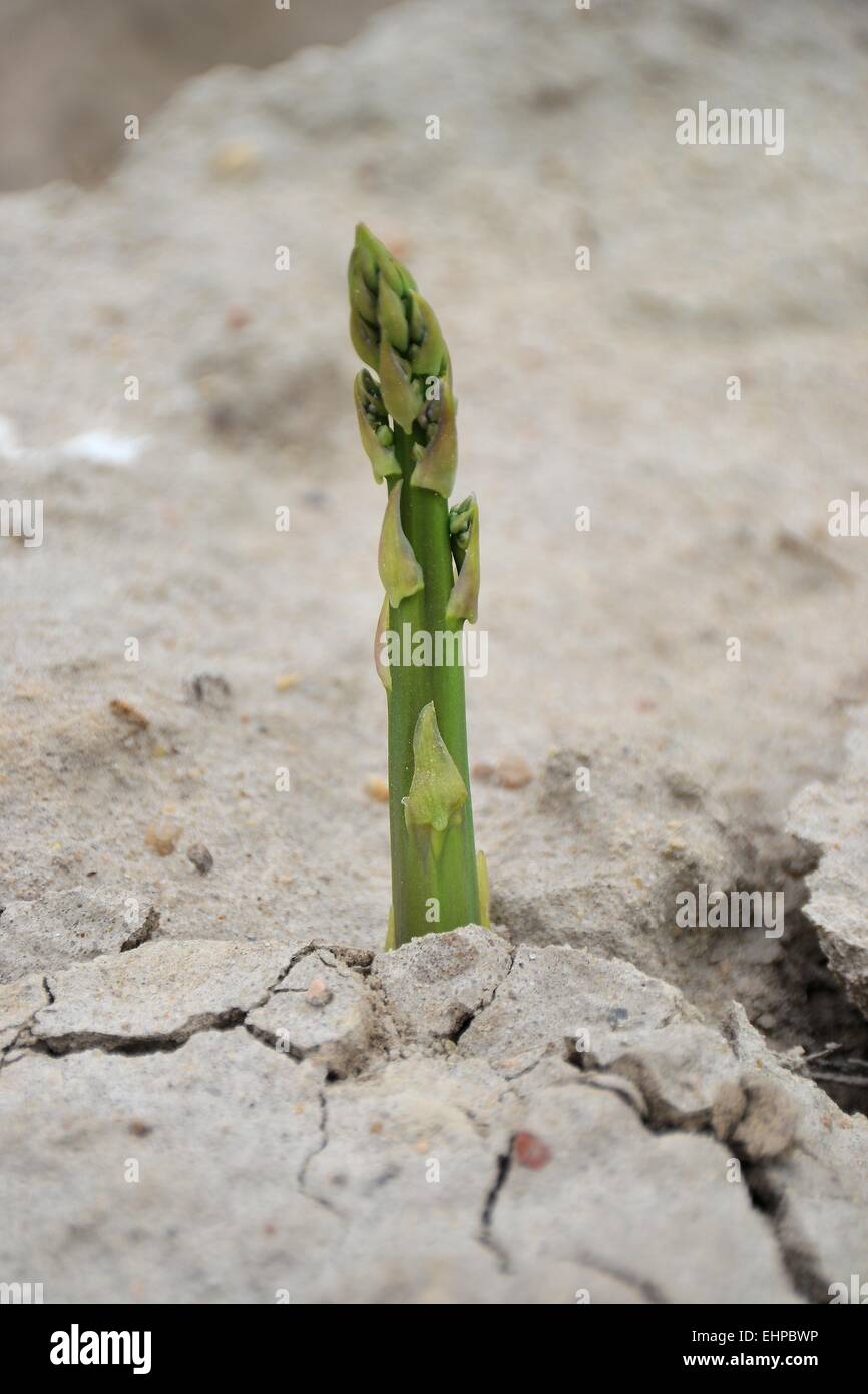 Spargelpflanze hi-res stock photography and images - Alamy