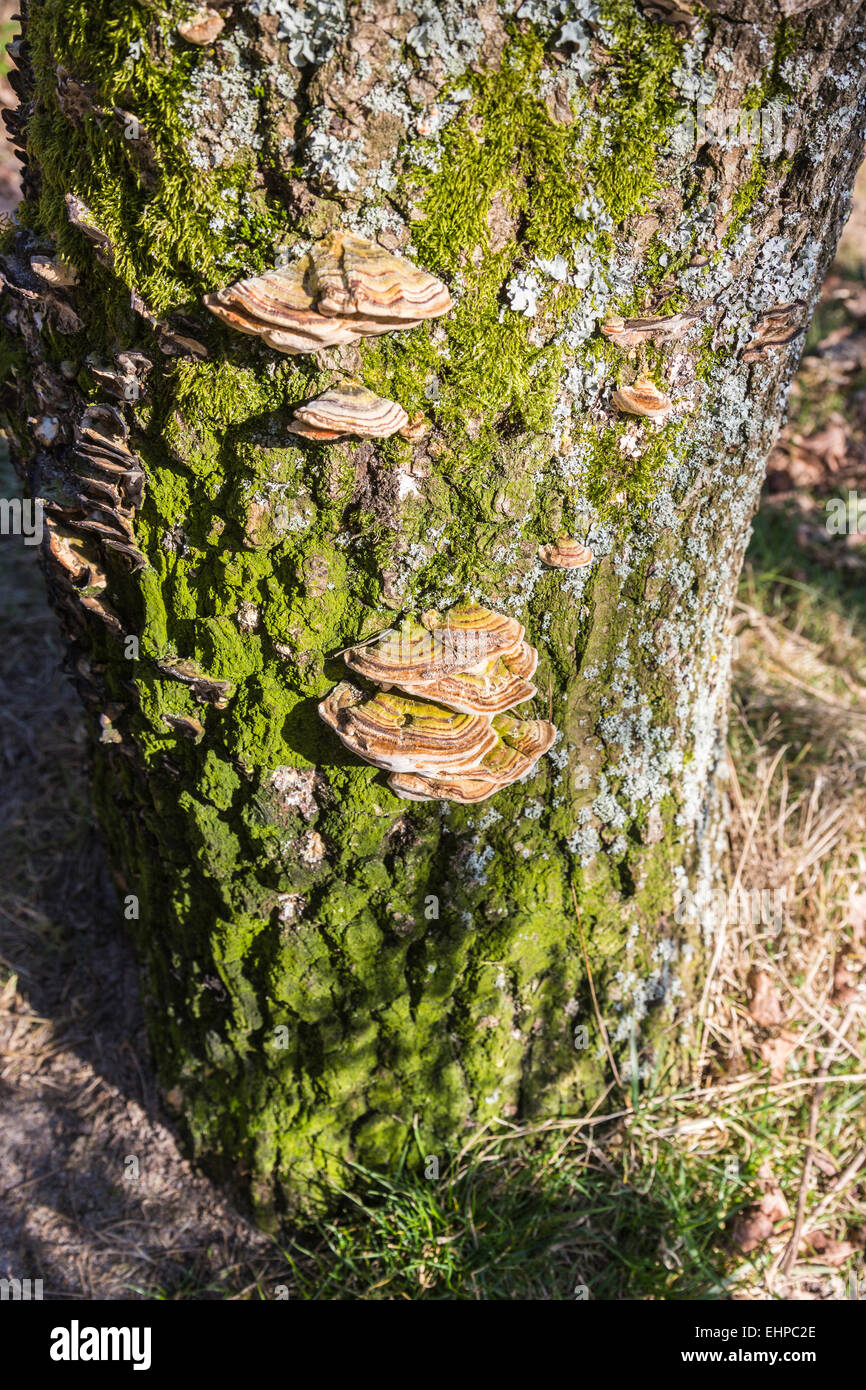 Colorful colourful fungus tree hi-res stock photography and images - Alamy