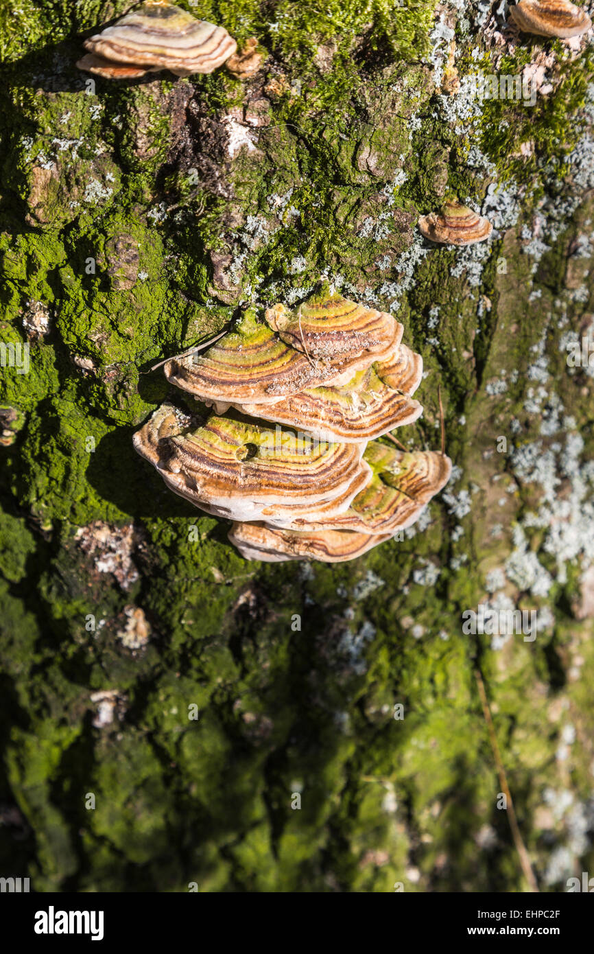 Colorful colourful fungus tree hi-res stock photography and images - Alamy