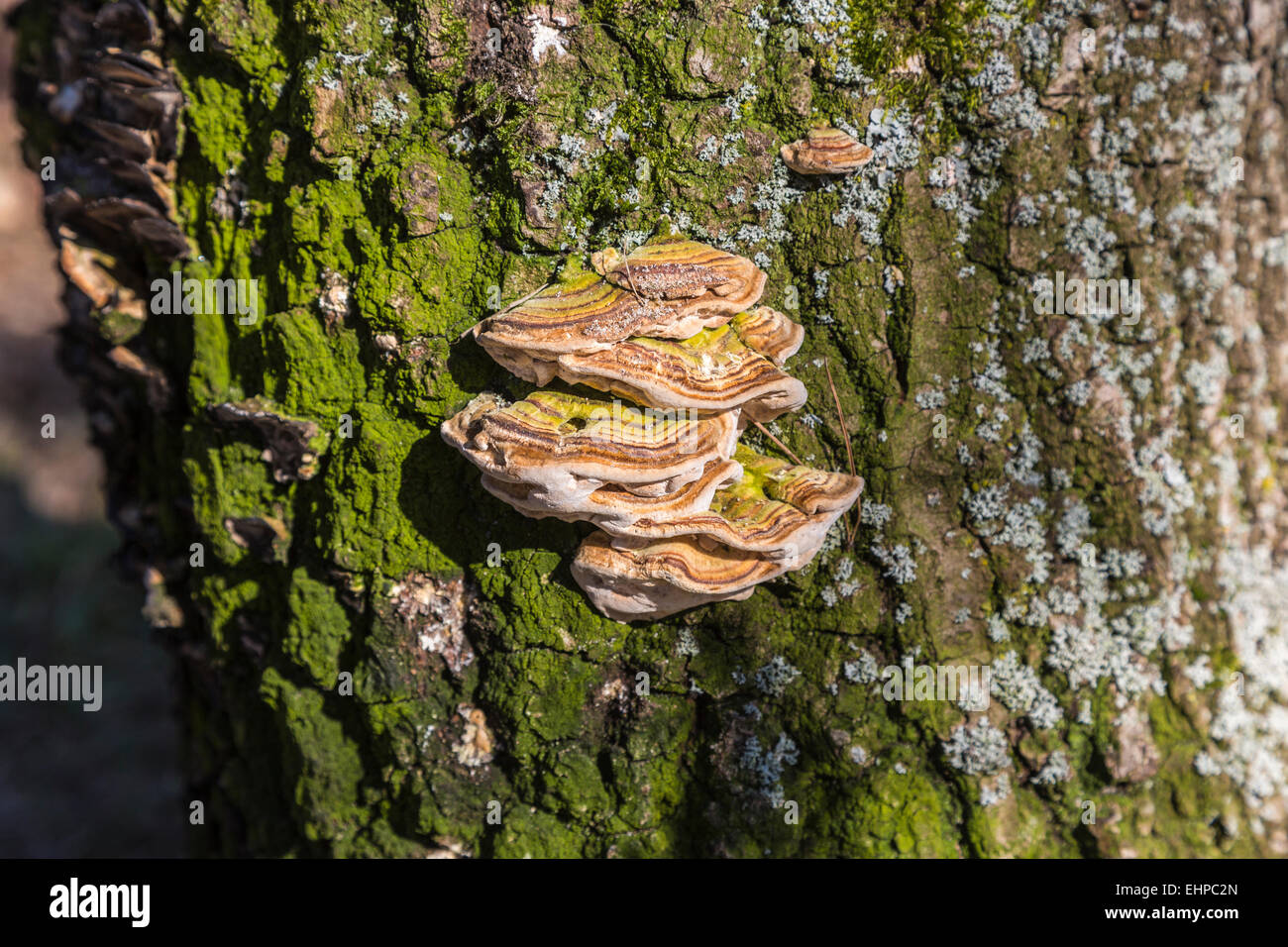 Colorful colourful fungus tree hi-res stock photography and images - Alamy