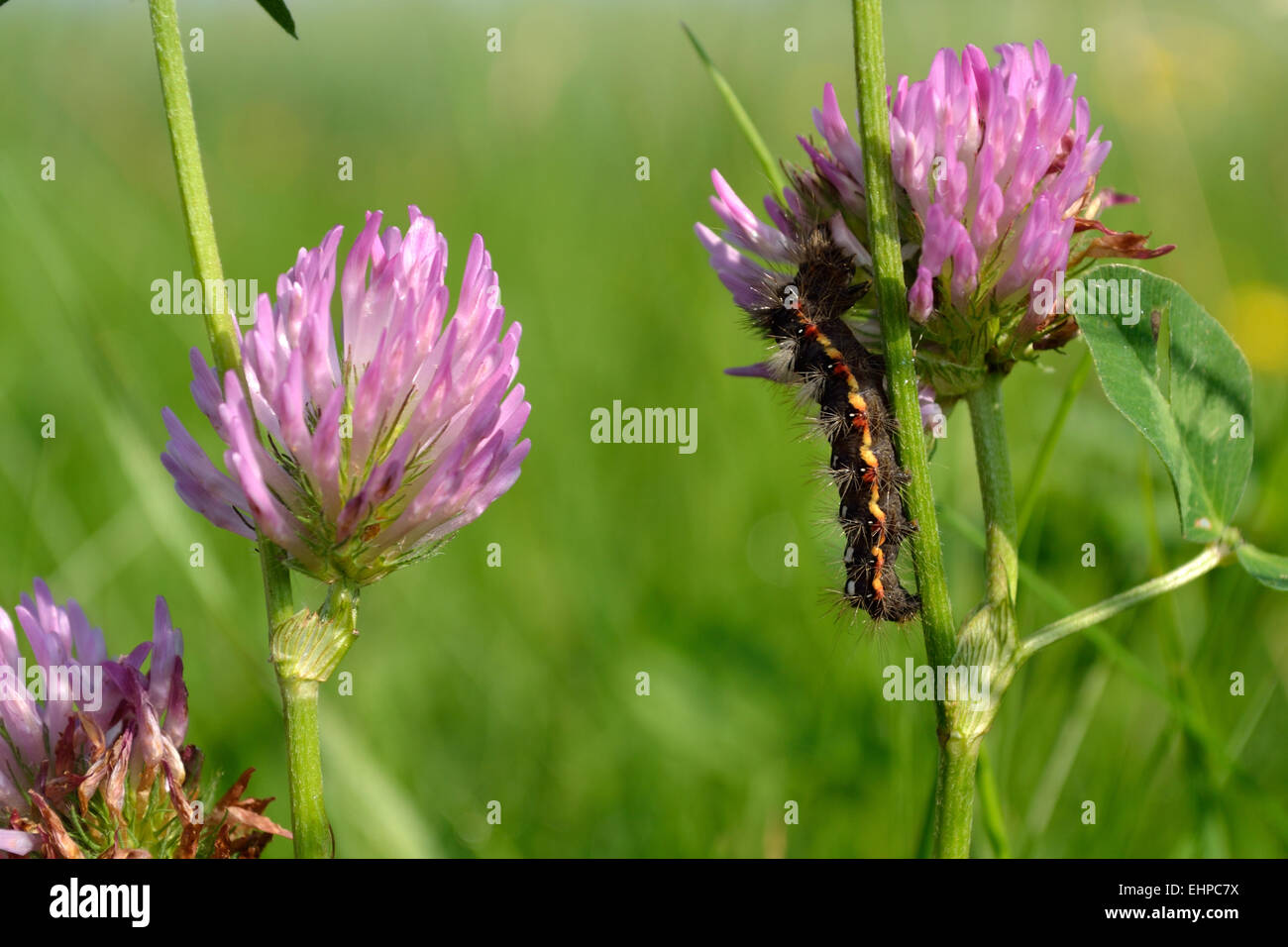 Insect red clover hi-res stock photography and images - Alamy