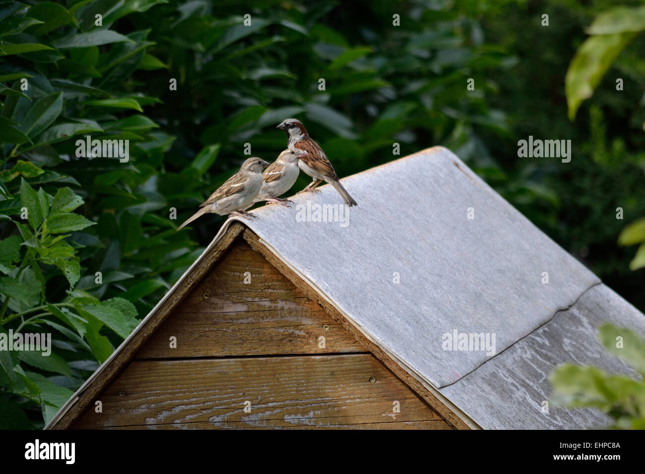 Three sparrows hi-res stock photography and images - Alamy