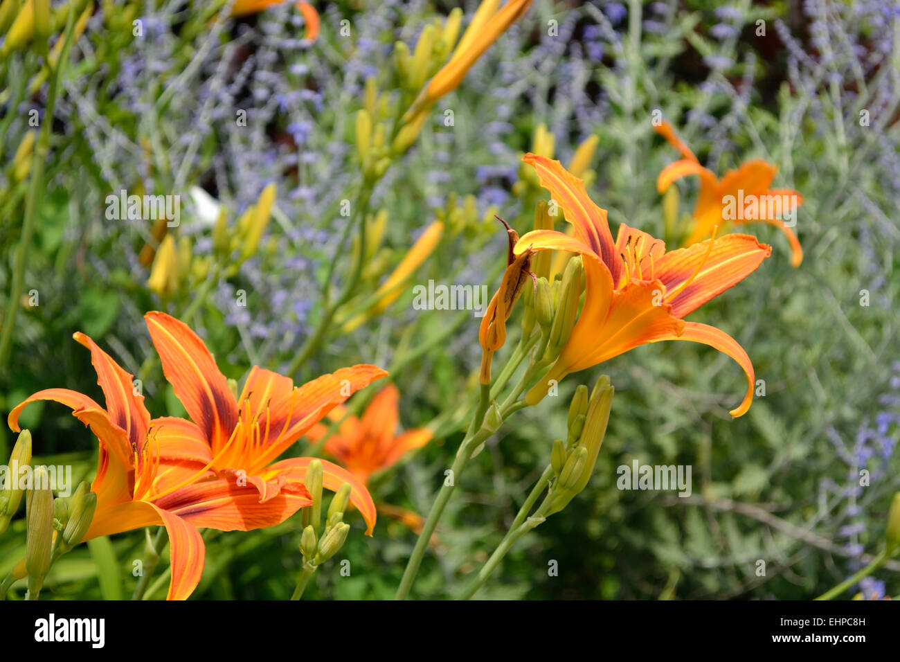 Orange Lilies Stock Photos & Orange Lilies Stock Images - Alamy