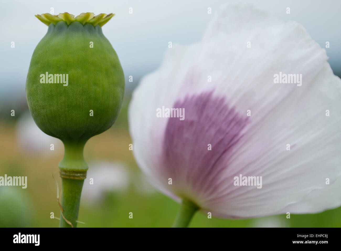 Poppy flower and capsule Stock Photo - Alamy