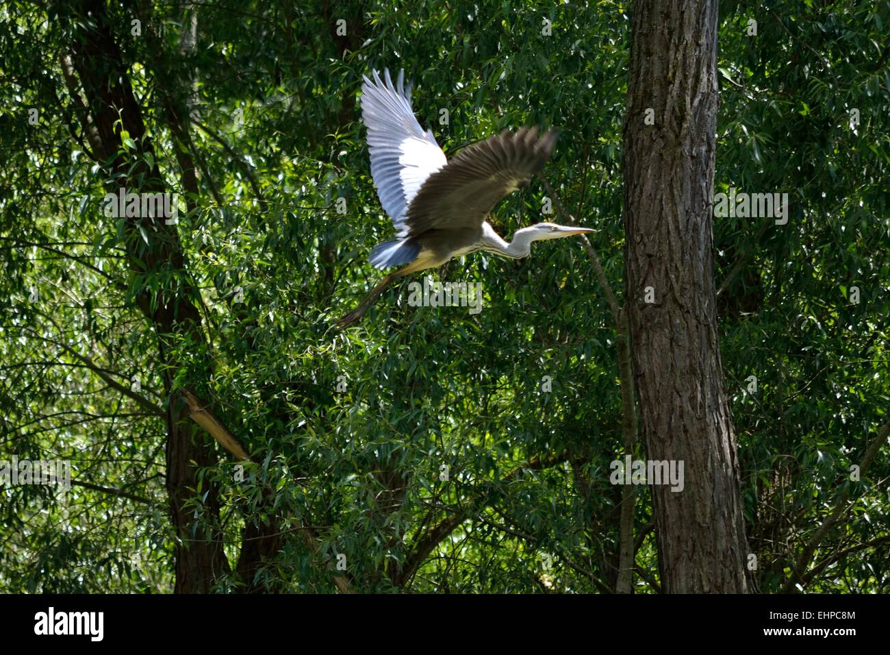 flying grey Heron Stock Photo - Alamy