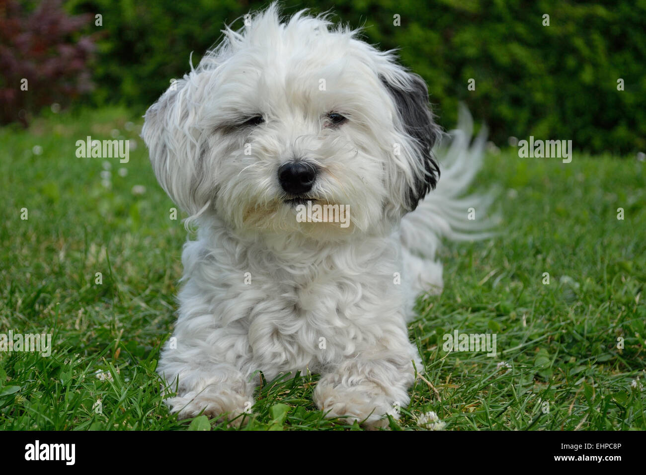 Small dog in nature hi-res stock photography and images - Alamy