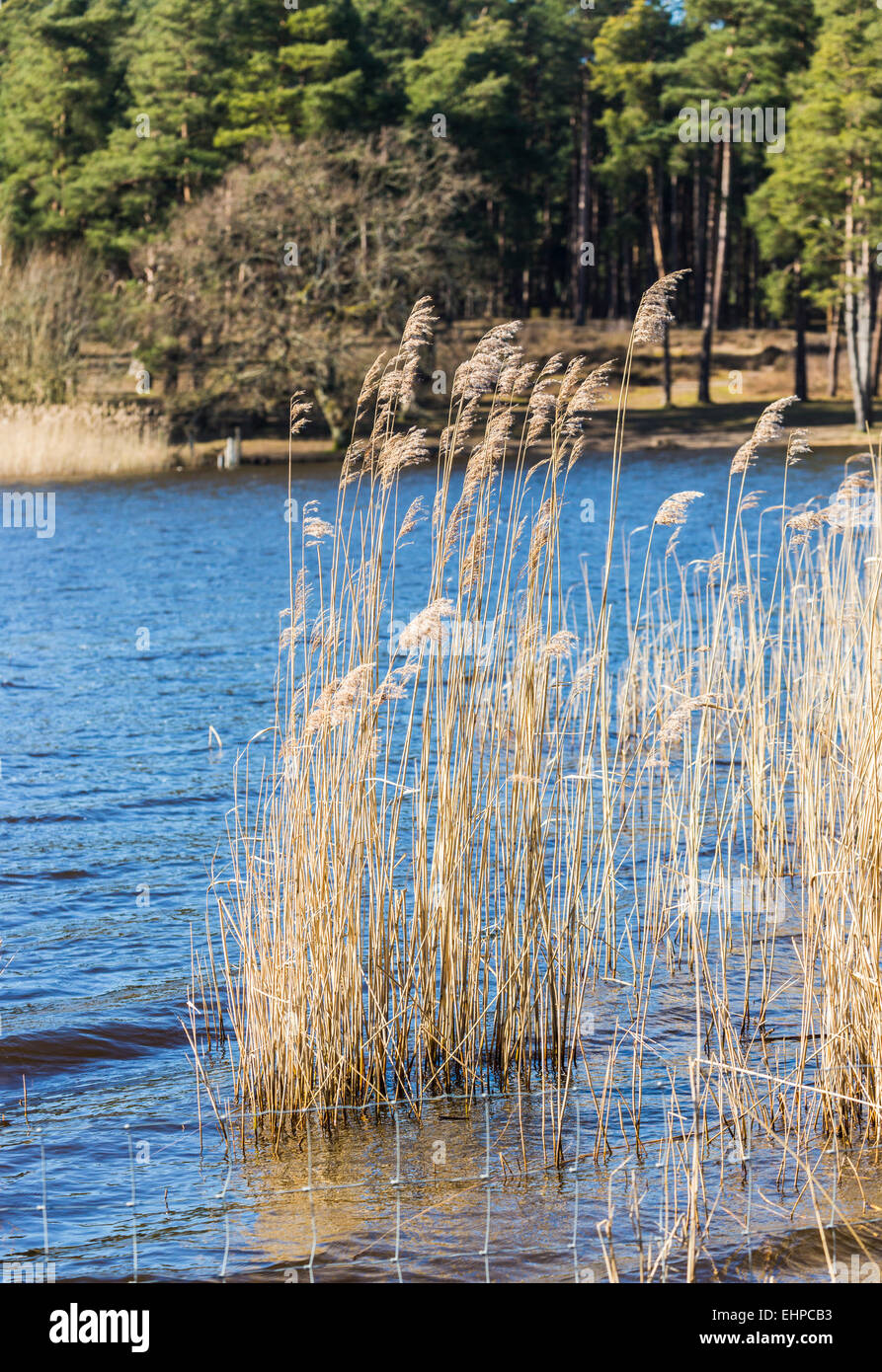 Reeds and tall grasses hi-res stock photography and images - Alamy
