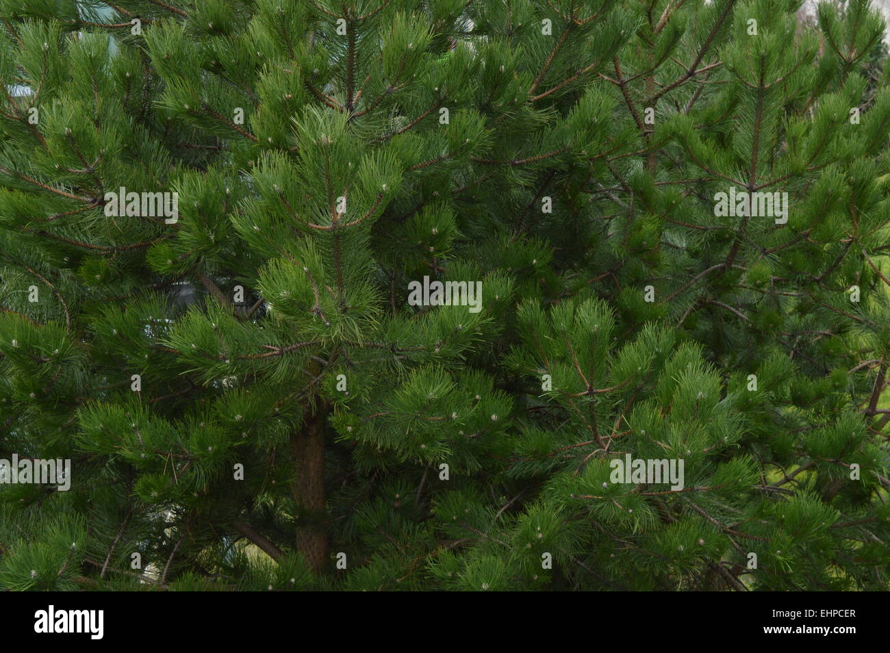 Pine tree green hi-res stock photography and images - Alamy