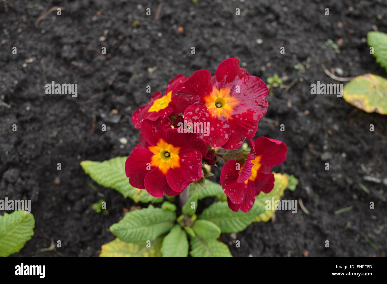 Red primrose hi-res stock photography and images - Alamy