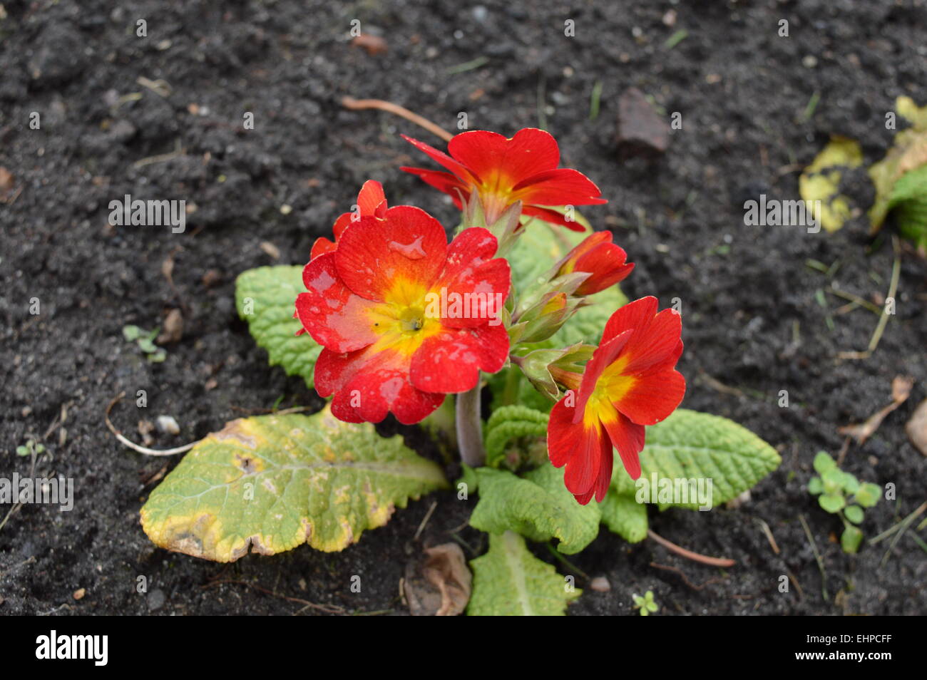 Primrose petals hi-res stock photography and images - Alamy