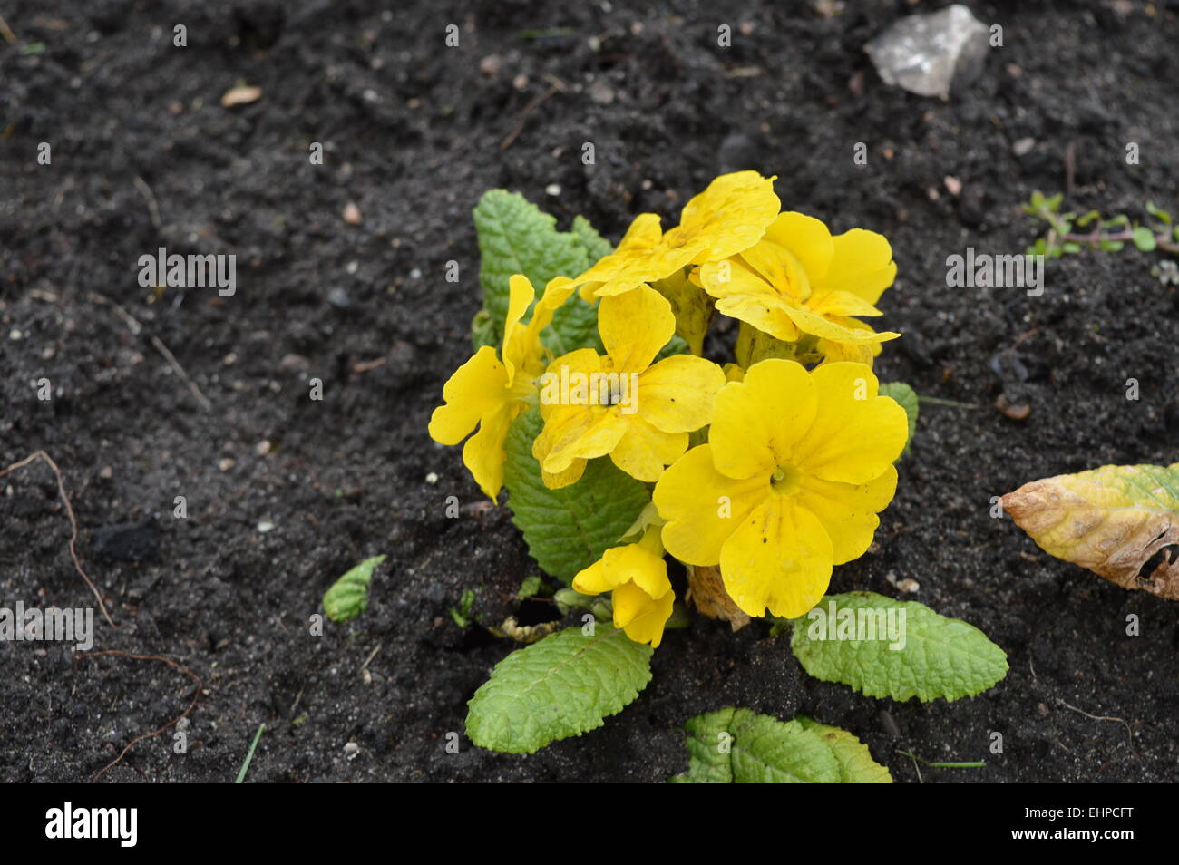 Yellow Primrose Stock Photos & Yellow Primrose Stock Images - Alamy