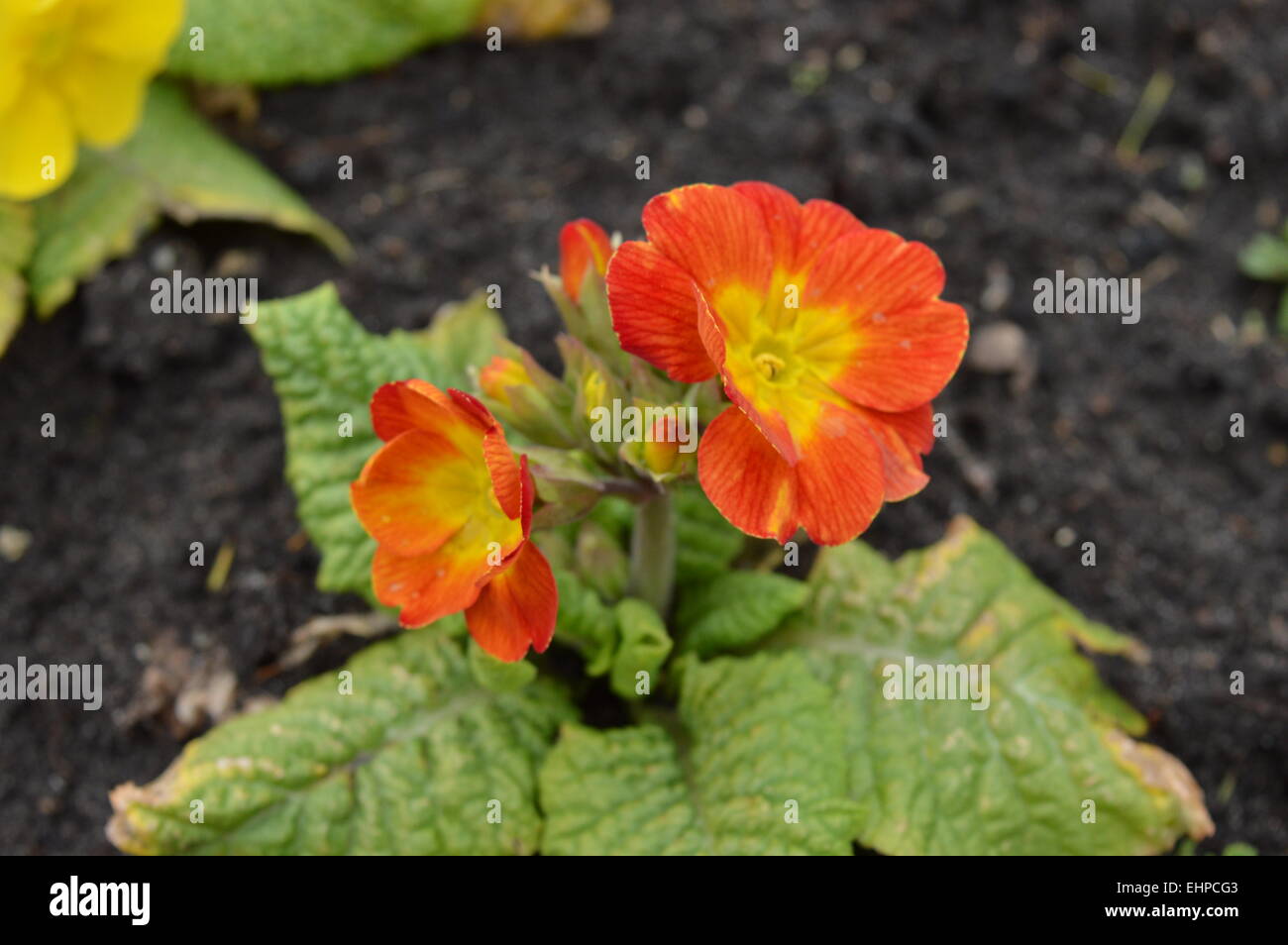 Orange primrose hi-res stock photography and images - Alamy