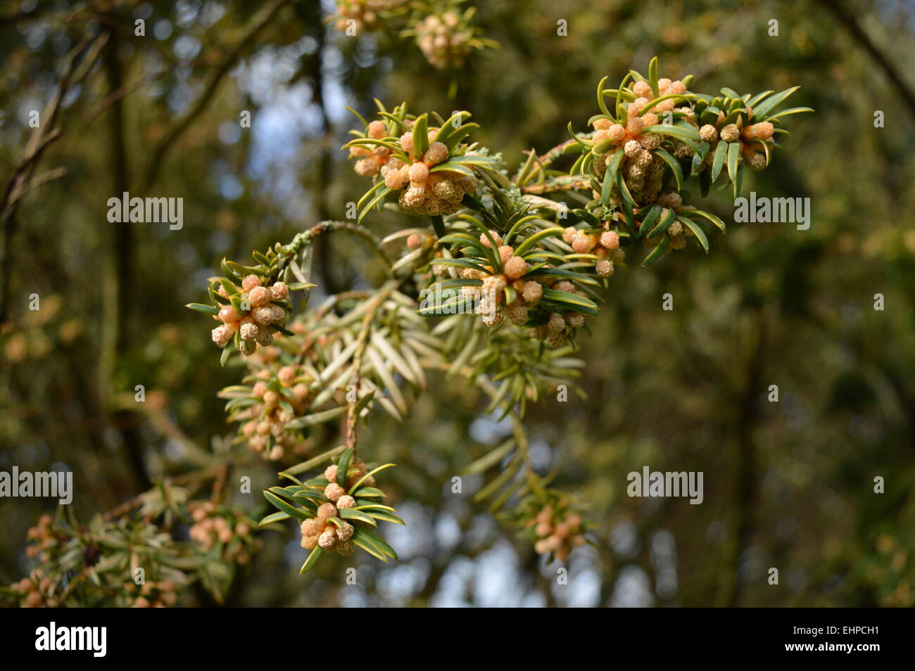 Pine tree fruit hi-res stock photography and images - Alamy