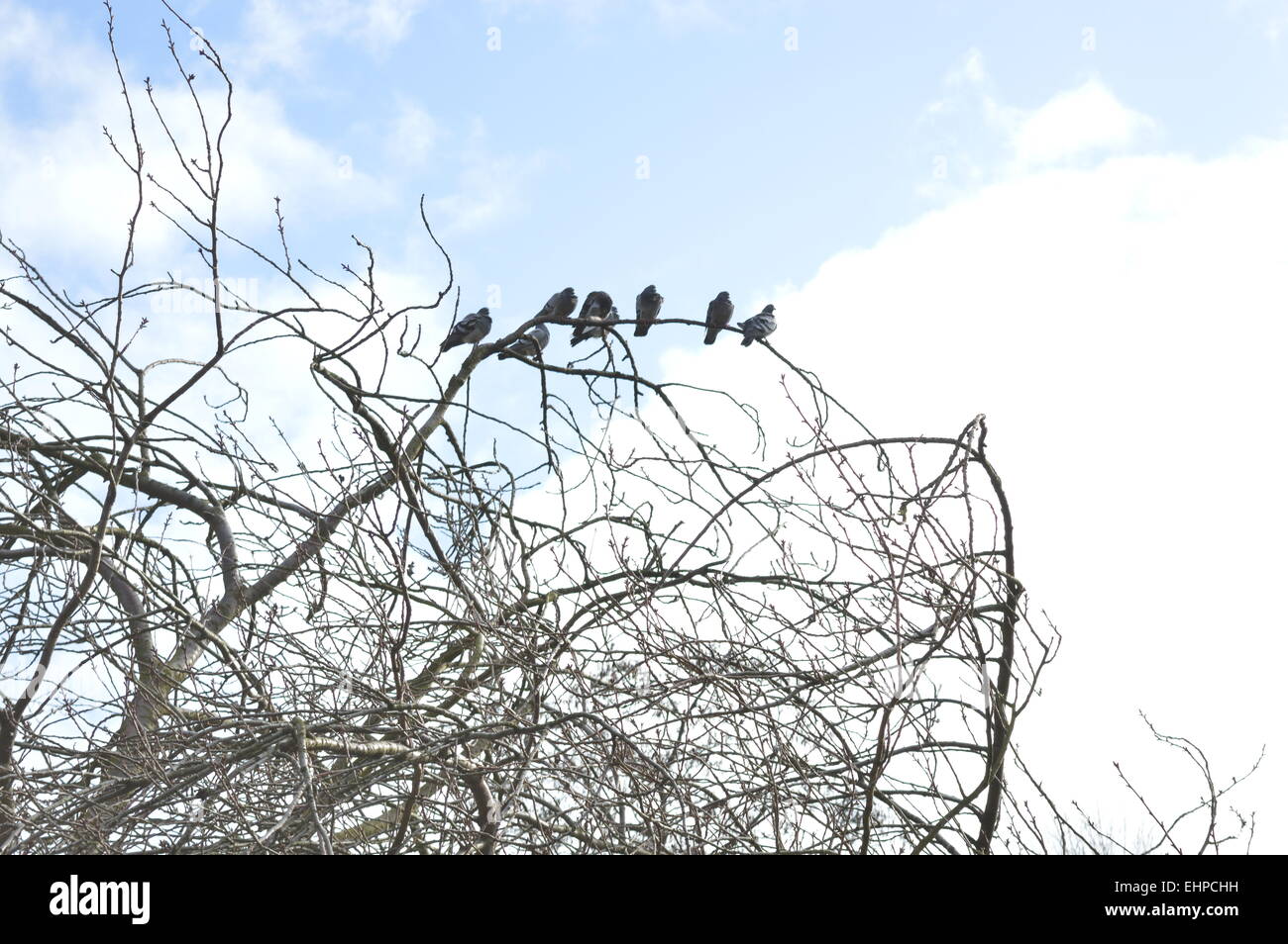 Group of birds hi-res stock photography and images - Alamy