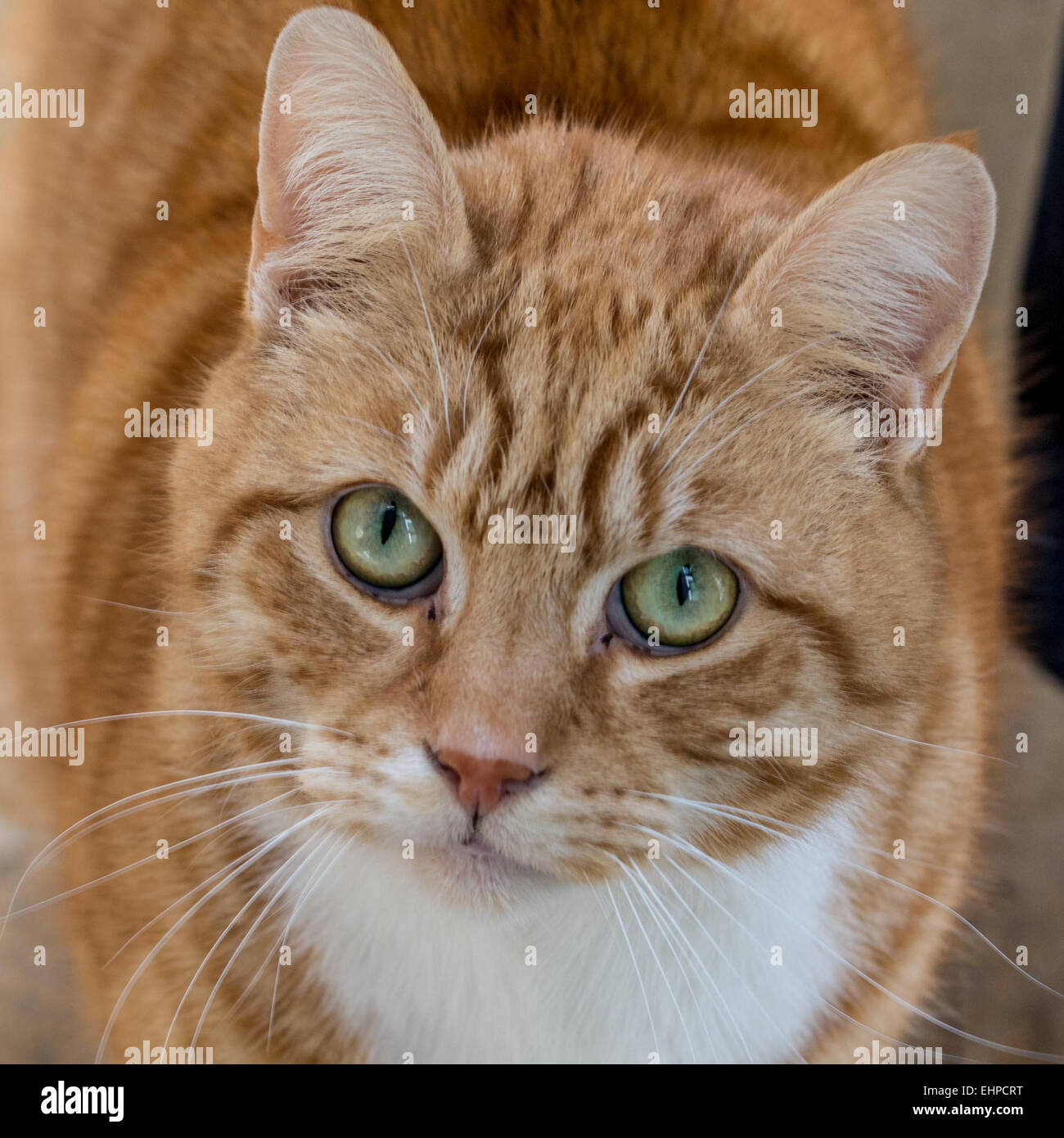 Cute ginger cat Stock Photo - Alamy