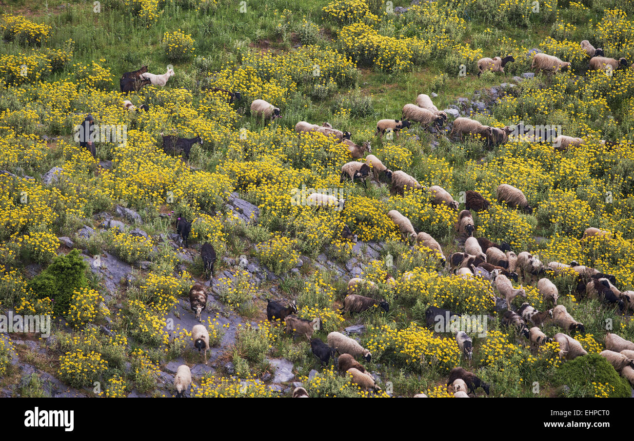 Old woman with goats hi-res stock photography and images - Alamy