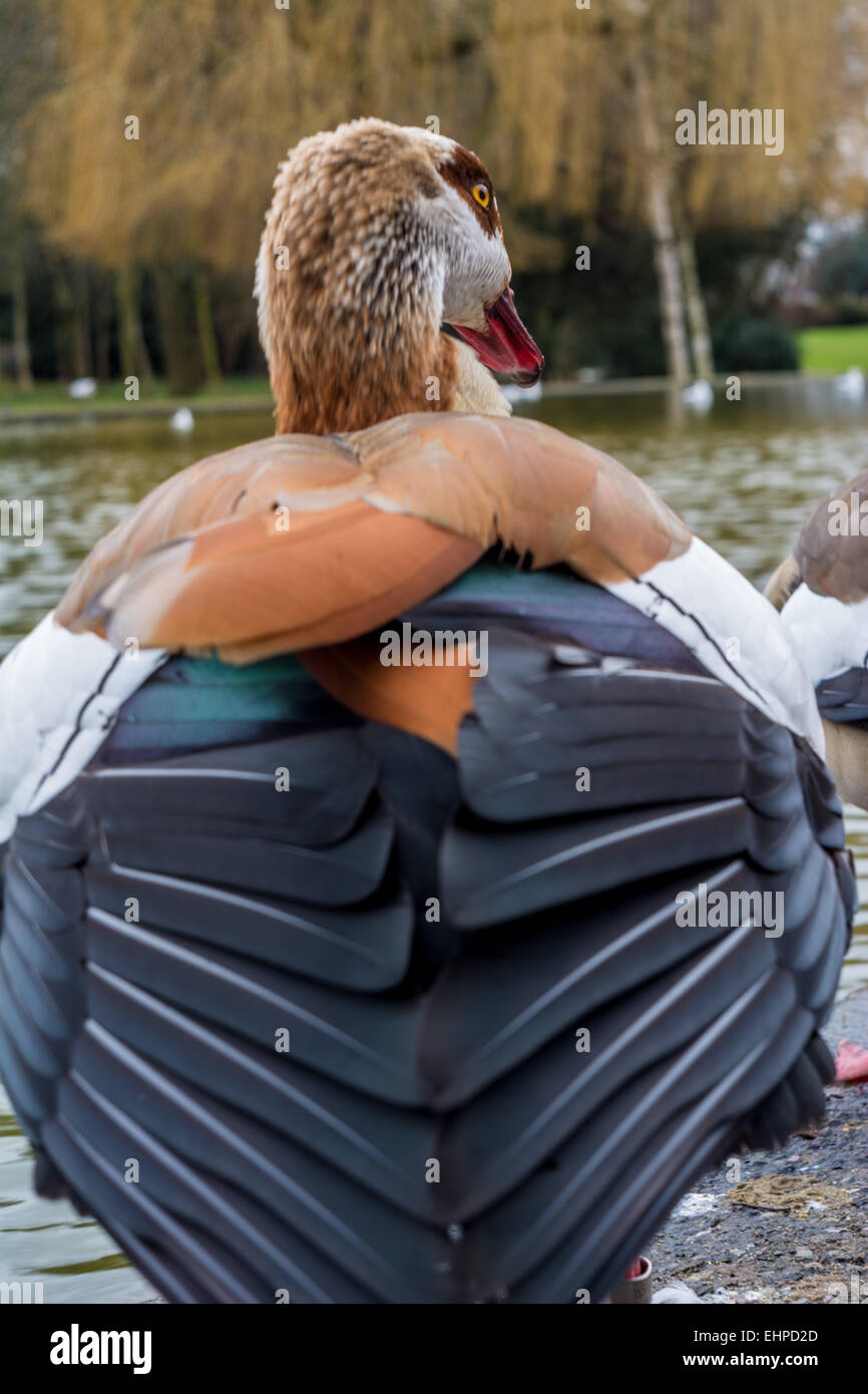 Egyptian Goose tailfeathers Stock Photo - Alamy