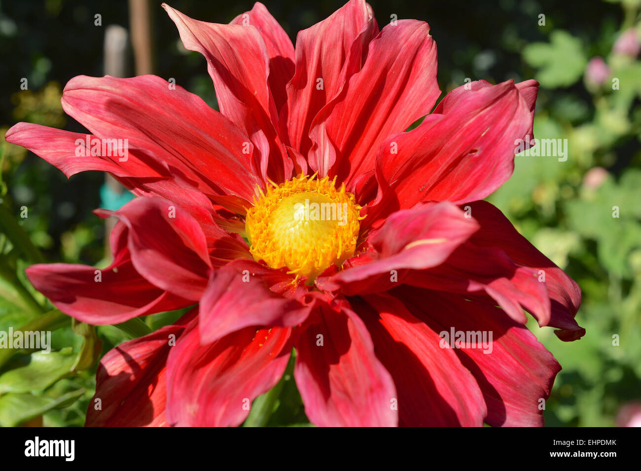 Red dahlia dahlia hi-res stock photography and images - Alamy