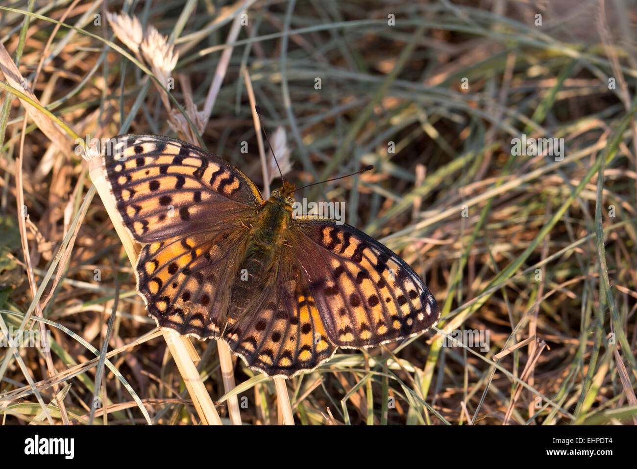 dark green fritillary Stock Photo - Alamy