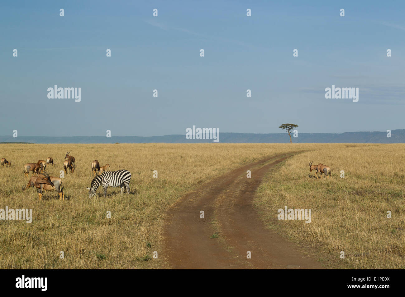 Masai mara zebra road hi-res stock photography and images - Alamy