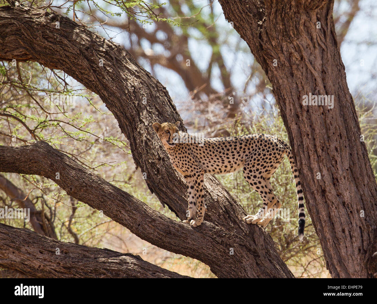 Cheetah in the tree hi-res stock photography and images - Alamy