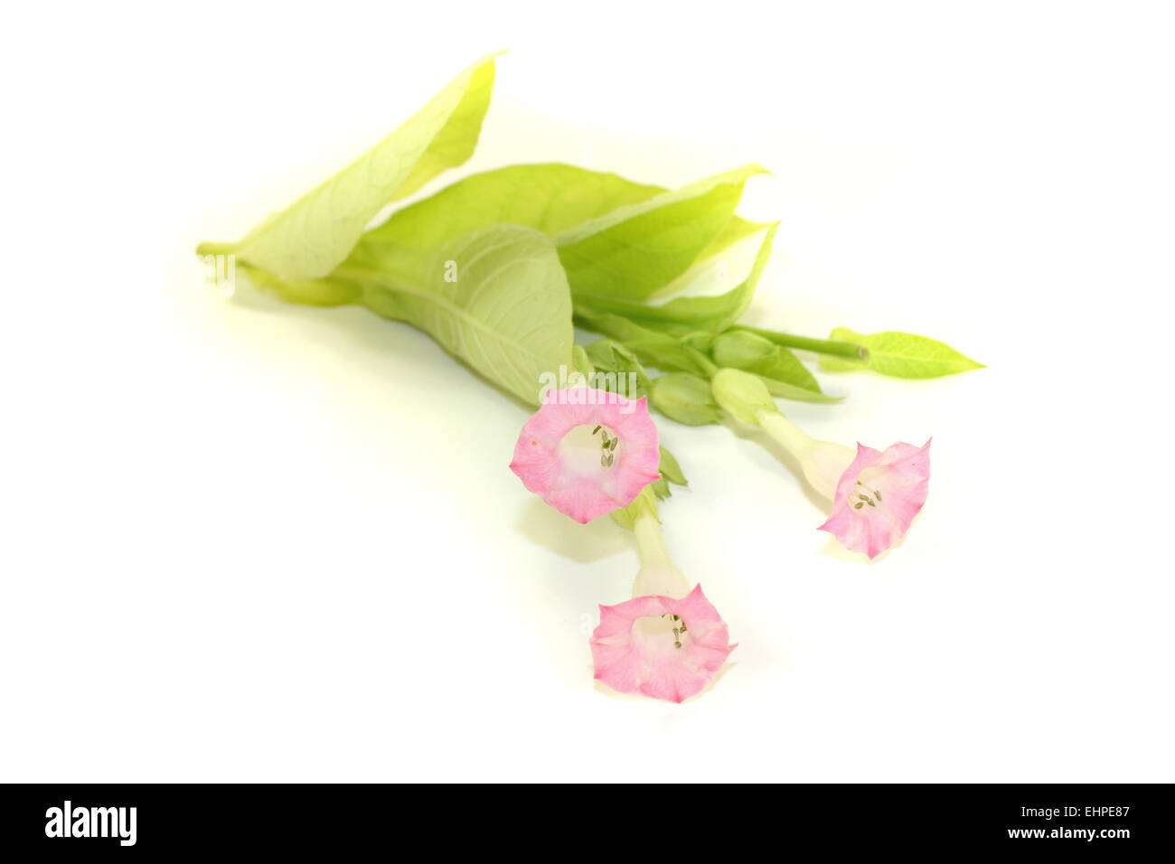 Tobacco flowers Cut Out Stock Images & Pictures - Alamy