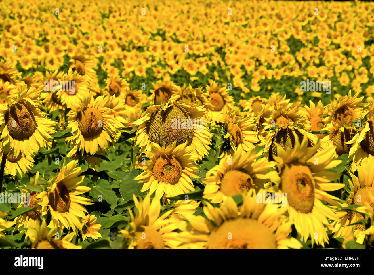 Sunflower oilseed flowers farming hi-res stock photography and images ...