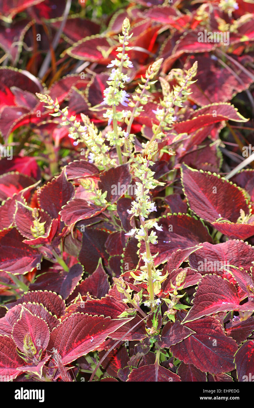 Coleus rot hi-res stock photography and images - Alamy